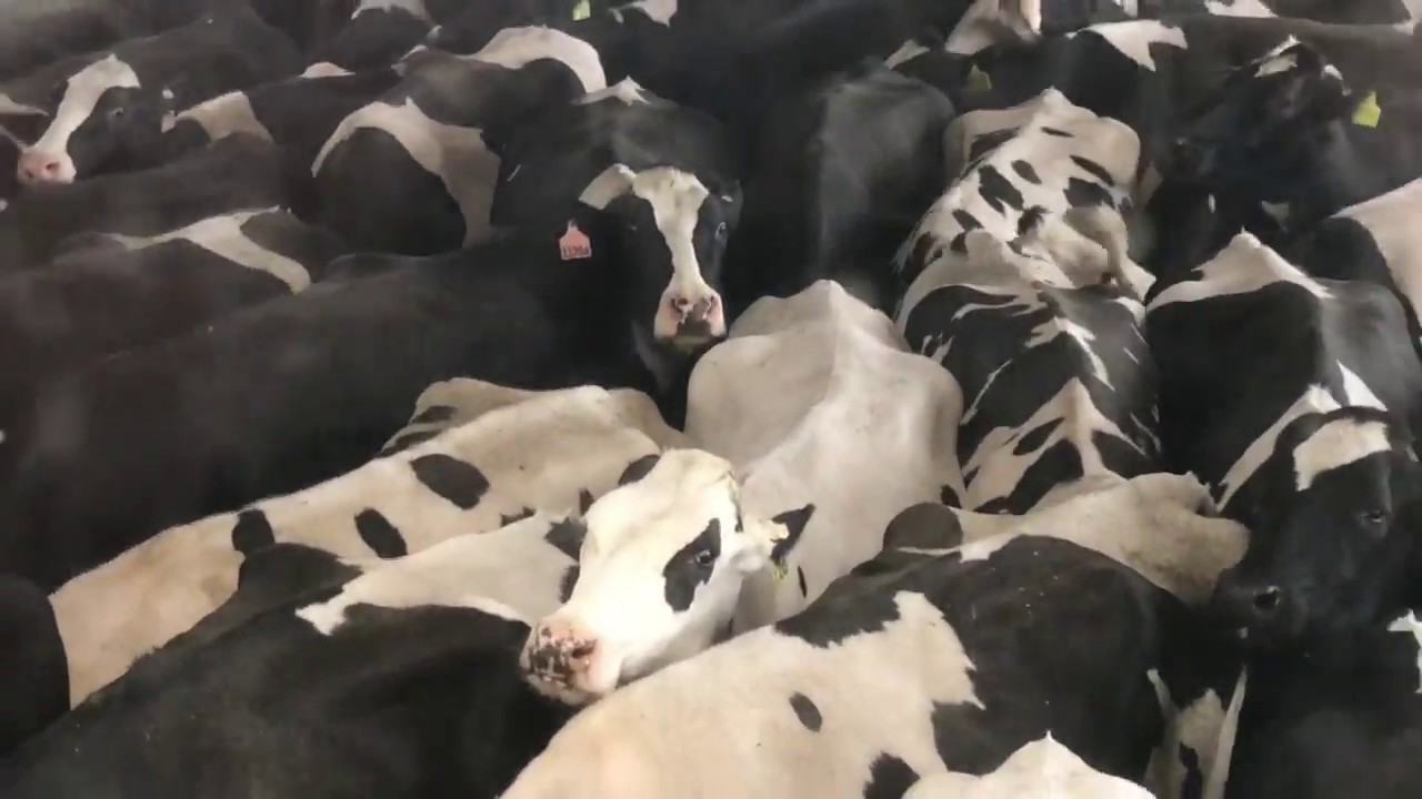Field Trip to a Dairy Farm - YouTube