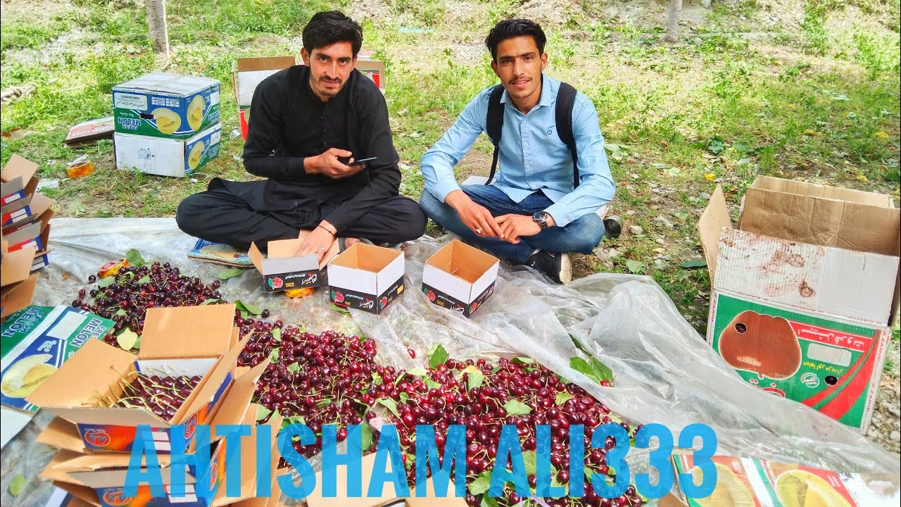 Cherry 🍒🍒 fruit company buy and sell your cherry product Ghizer Gilgit ...