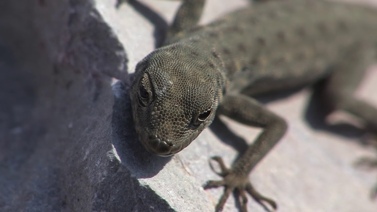 Pristurus rupestris 2016 01 24 - YouTube