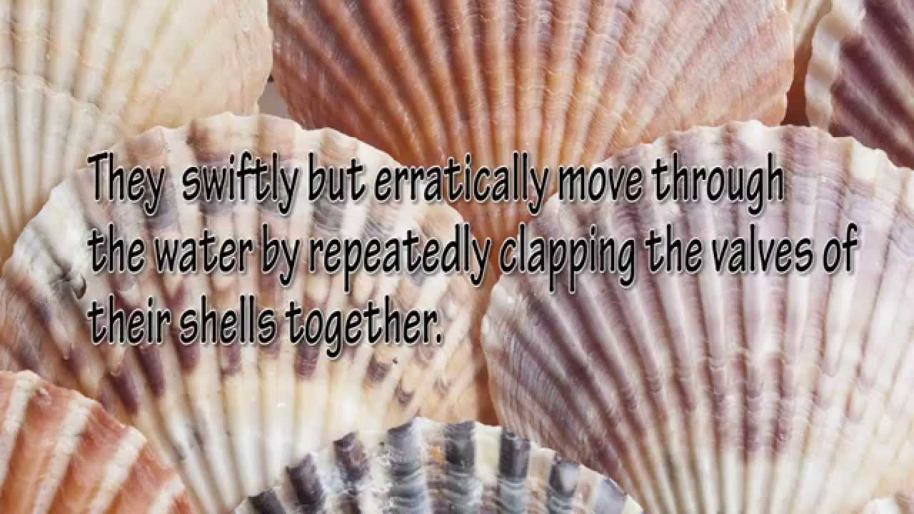 Scallop Evolution Teaser - YouTube