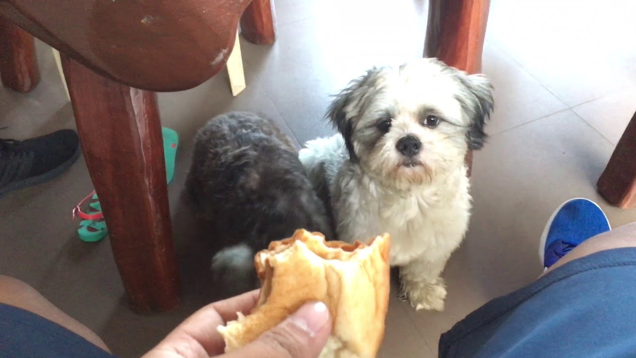 Two Cute Dogs - YouTube