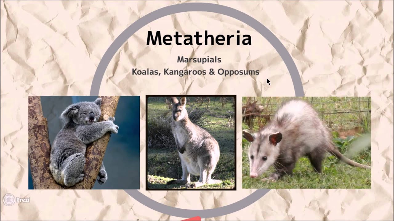 Radiation of Mammals after the K-T [K-Pg] Extinction - YouTube