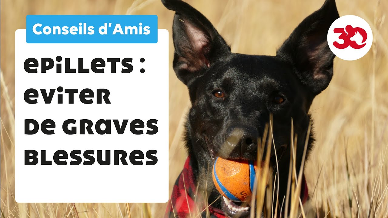Épillets : les dangers pour votre chien - Conseils d'Amis - YouTube