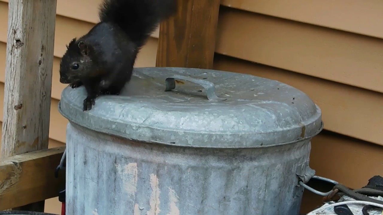 The Bandit Squirrel - YouTube