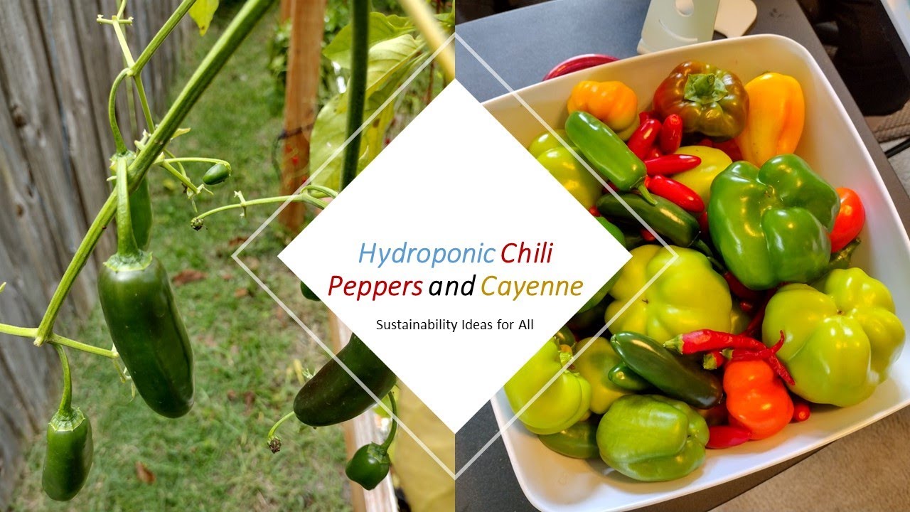 Hydroponic Chili Peppers and Cayenne (Sustainability Ideas for All ...