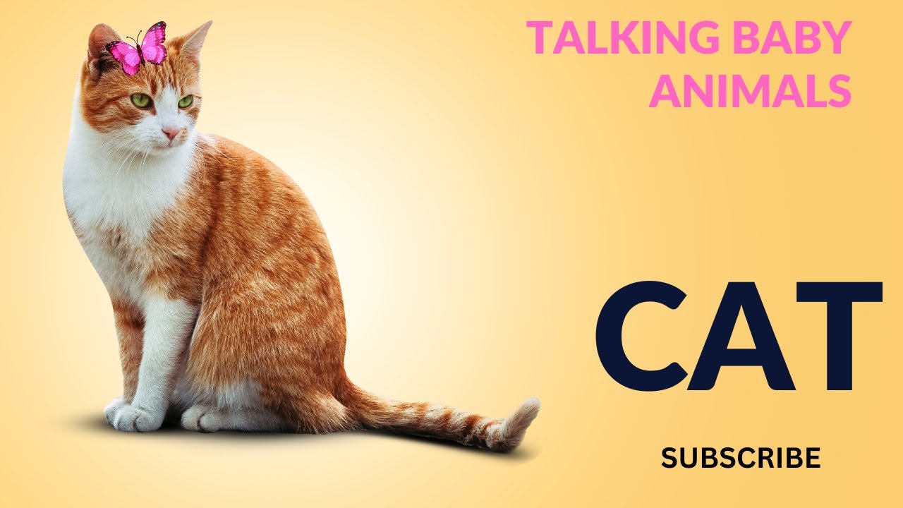 TALKING BABY ANIMALS | TALKING ANIMALS | @kathbirali75 - YouTube