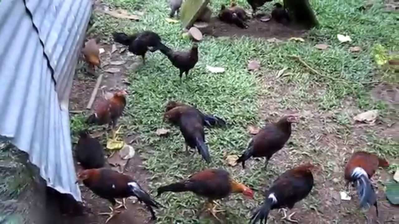 Chicken Stampede - YouTube