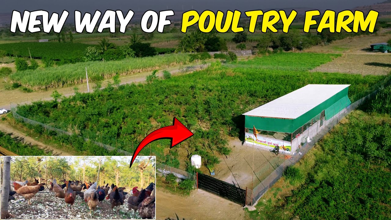 New Way of Modern FREE RANGE CHICKEN FARMING | Free-Range Poultry ...