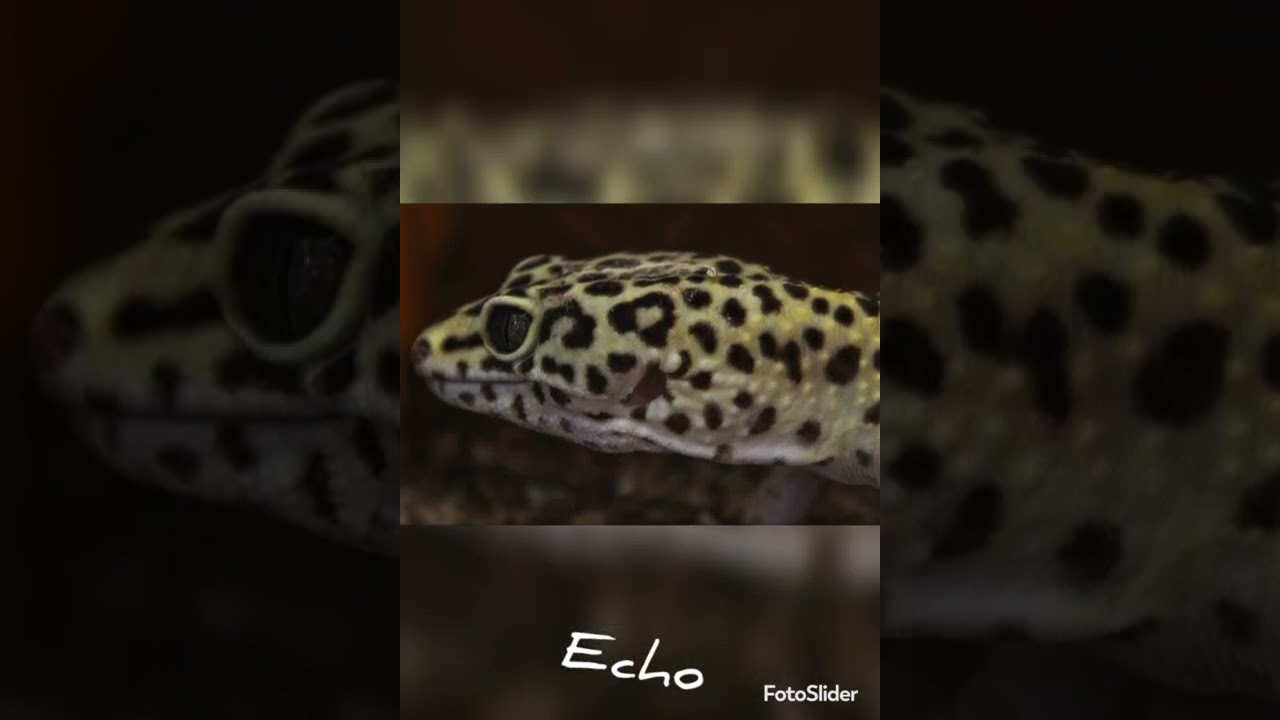 Leopard Geckos - Pecko and Echo - YouTube