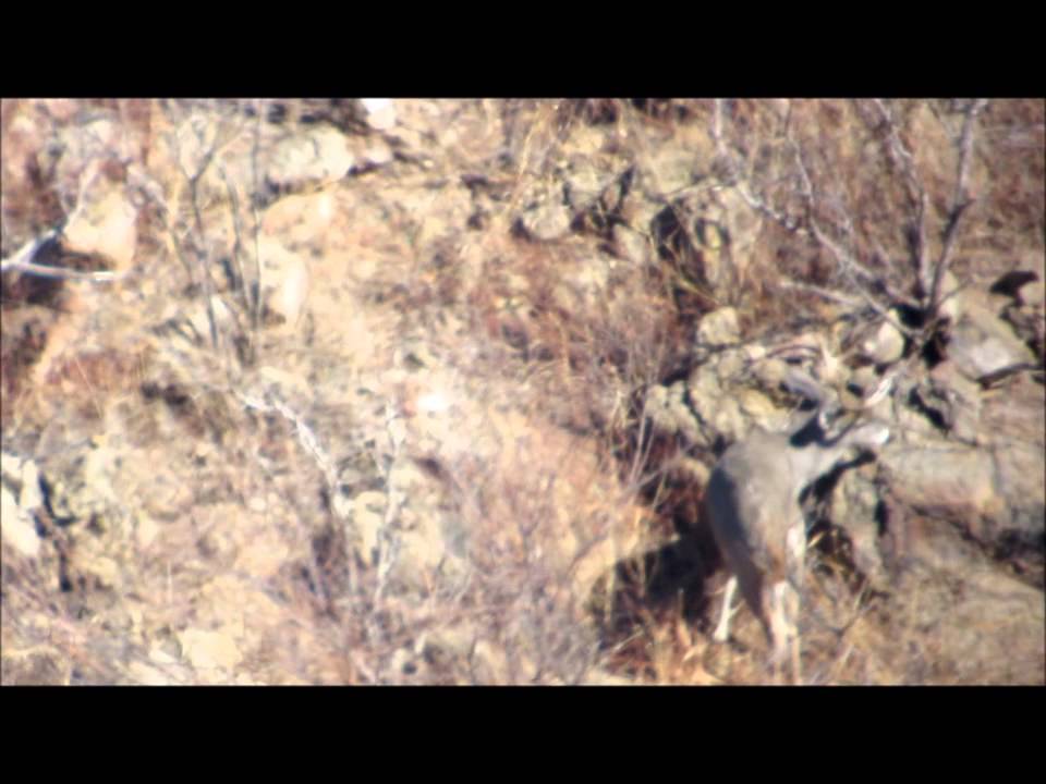 Mexico Coues Deer Video-Forked G2 buck with Colburn and Scott ...