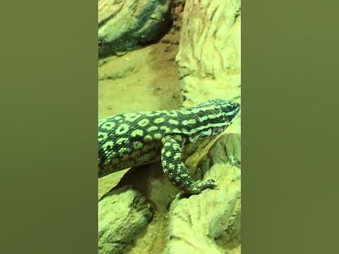 Ridge-Tailed Monitor - Canberra Reptile Zoo - YouTube
