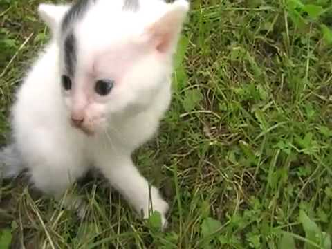 poor kitten - YouTube