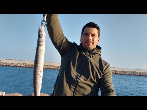 Limanda Kıyıdan At Çek Baraküda Balığı Avı