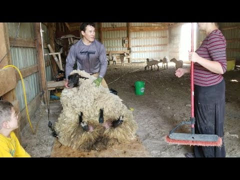 My First Solo Shear Job, And 4 Years Worth Of Wool Sheep - YouTube