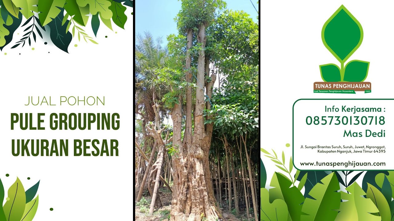 Jual Pohon Pule Fosil Grouping Siap Tanam - YouTube