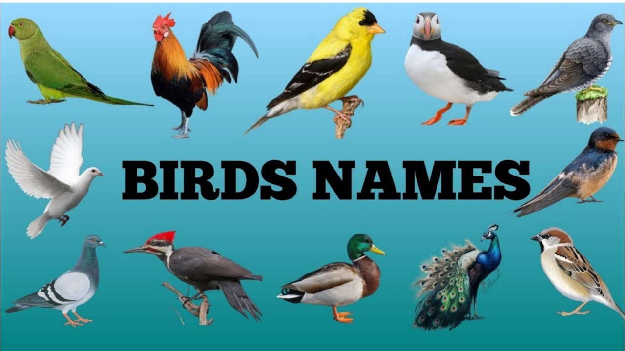 Birds Name l Learn birds name spelling l Names of birds l Birds name ...