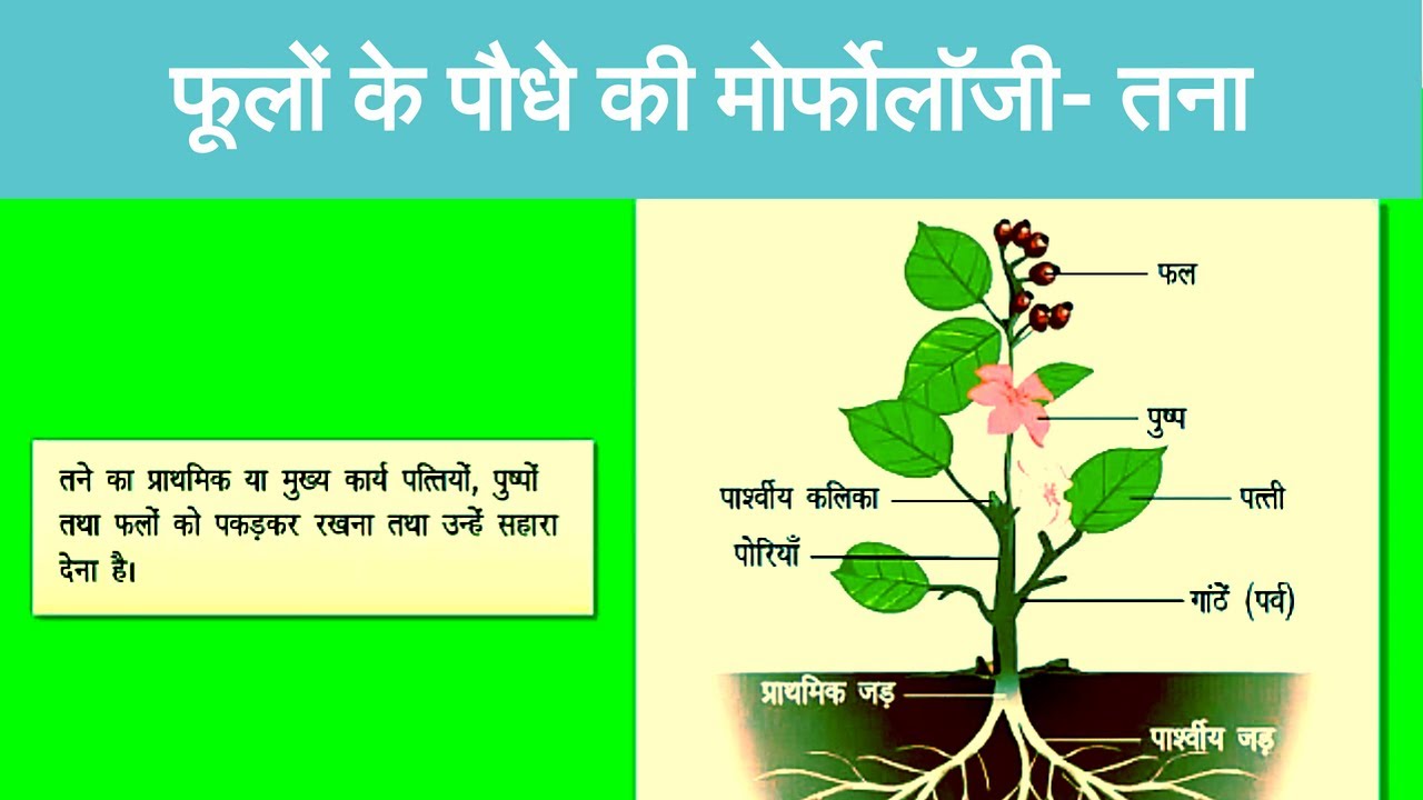 Morphology of flowering plant | Underground stem modifications | Sub ...
