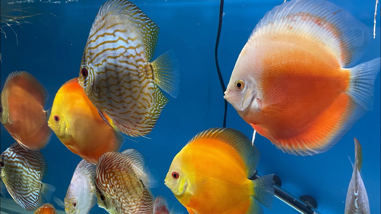 Discus fish tank update | ip discus | lwarance soon| mark tan #ipdiscus ...