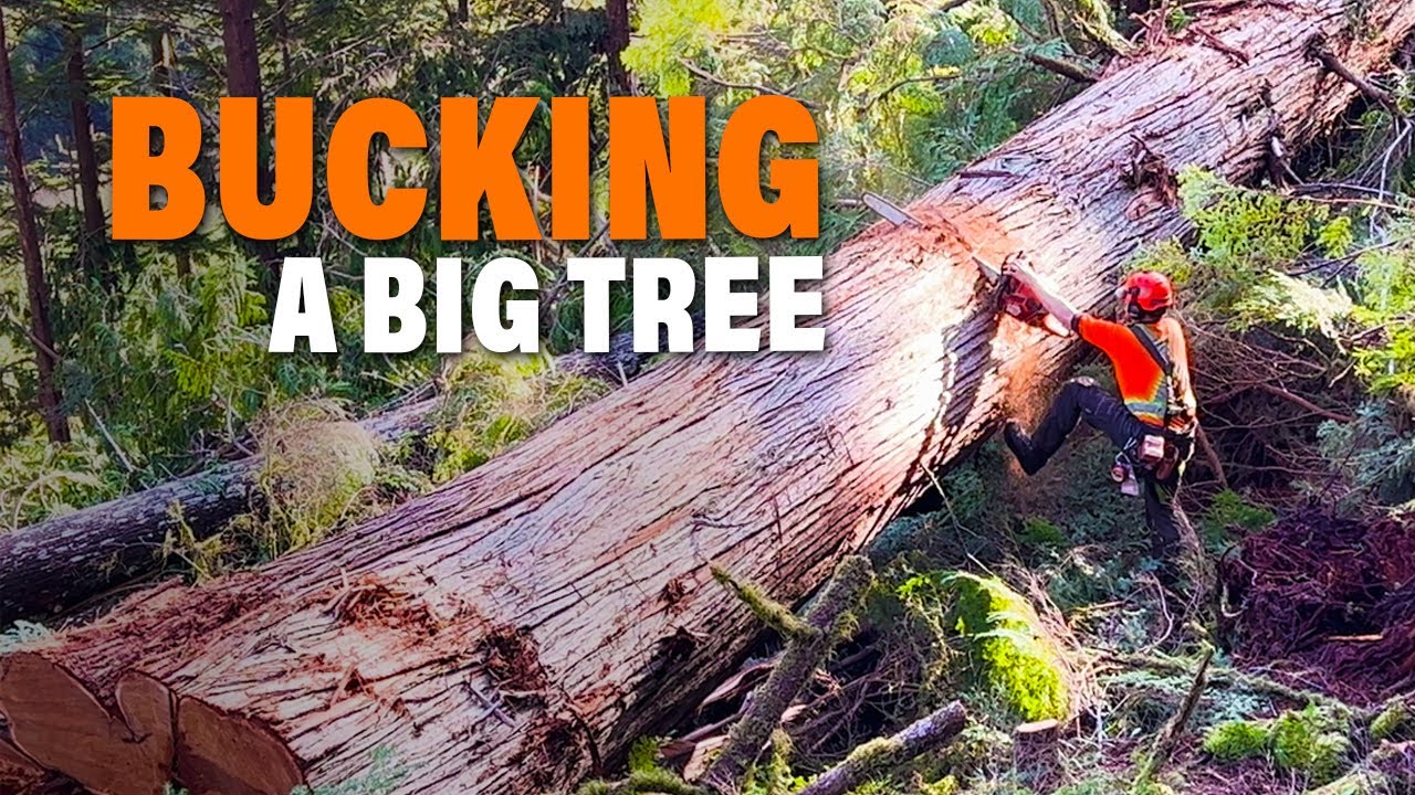 26. Bucking a Large Cedar - YouTube