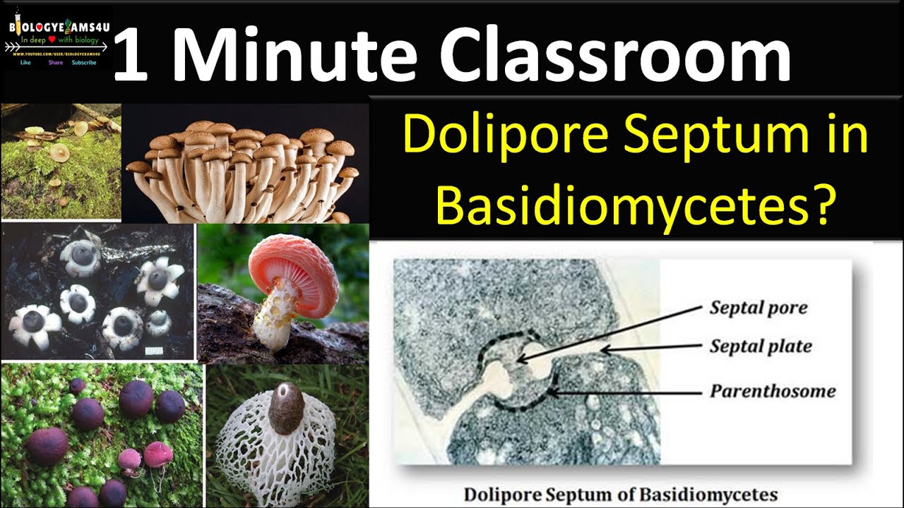 What is Dolipore Septum in Basidiomycetes? ||Biologyexams4u ||1 Minute ...