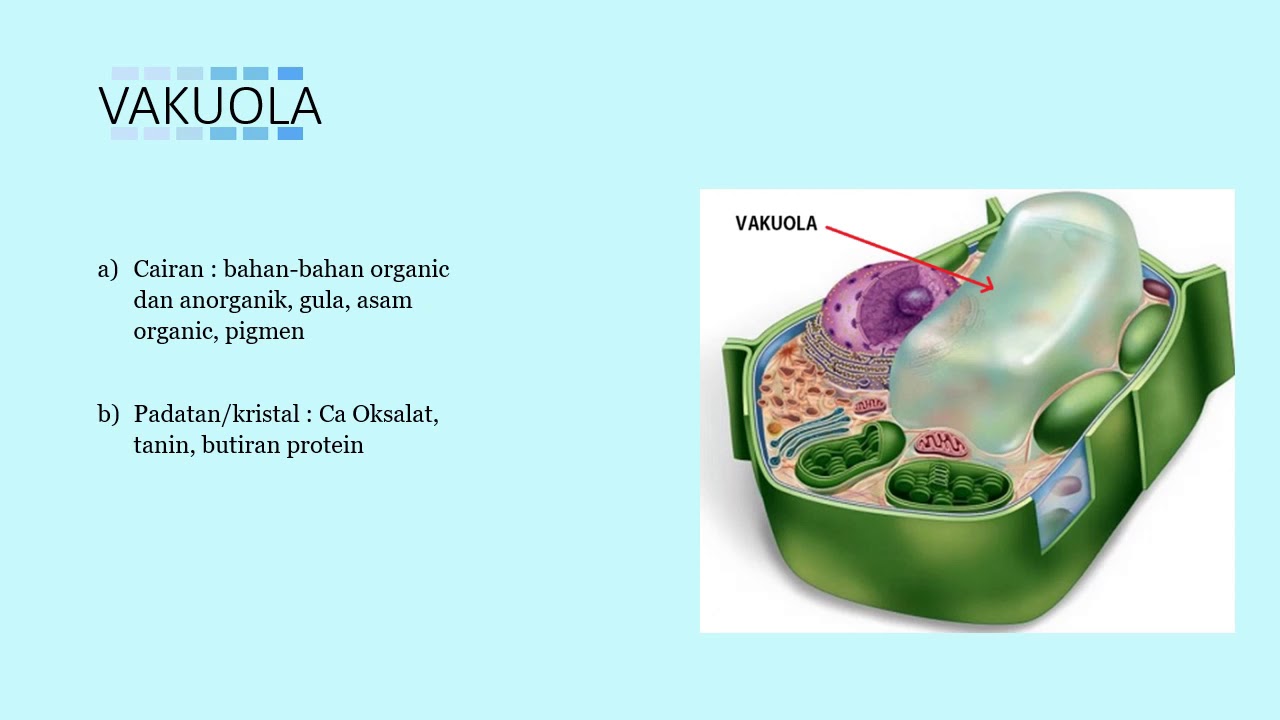 Vakuola 6 Ultrastructure Diagrams Image: PICRYL Public Domain Media