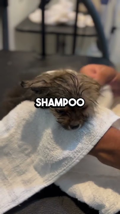 Primeiro banho da zaya no precisos pet! #banhoetosa #pets #spitzalemaoanao #petsofinstagram ...
