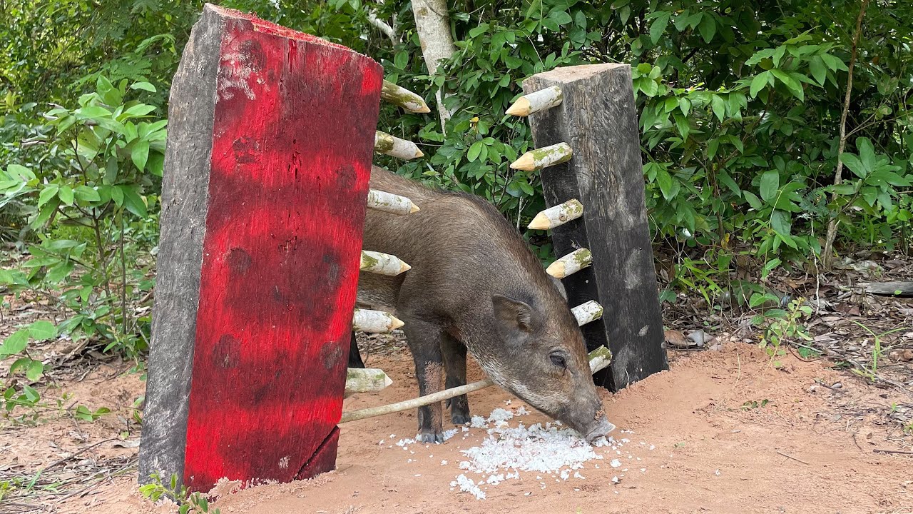 Build Wild boar Trap Using Sharp Brackets Fall in to Deep Hole That ...