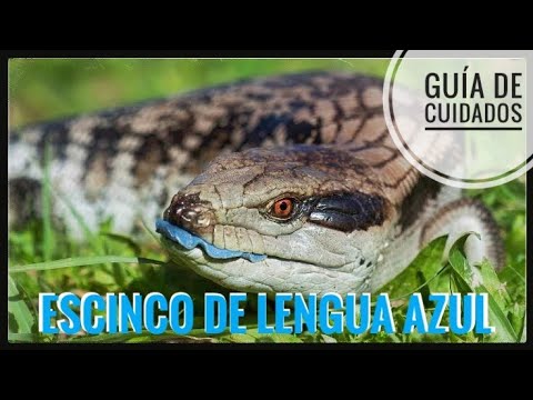 Escinco de lengua azul, Guía de cuidados, la mejor mascota?? - YouTube