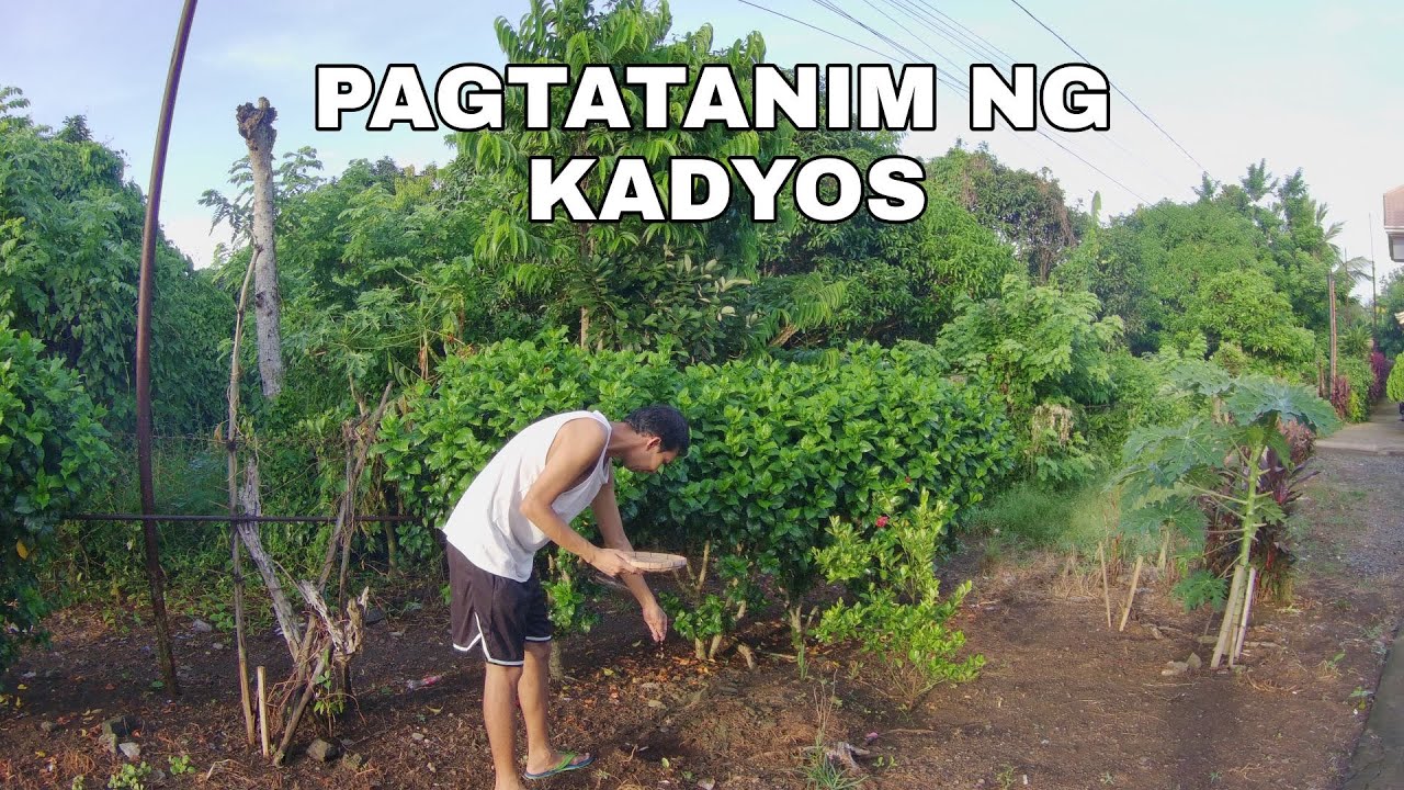 PAGTATANIM NG KADYOS - YouTube