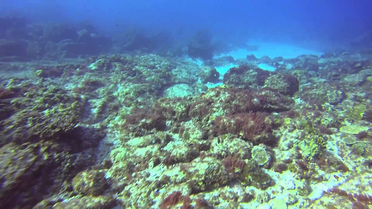 Scuba Diving at Flat Rock & Shag Rock 15th June 2014 - YouTube