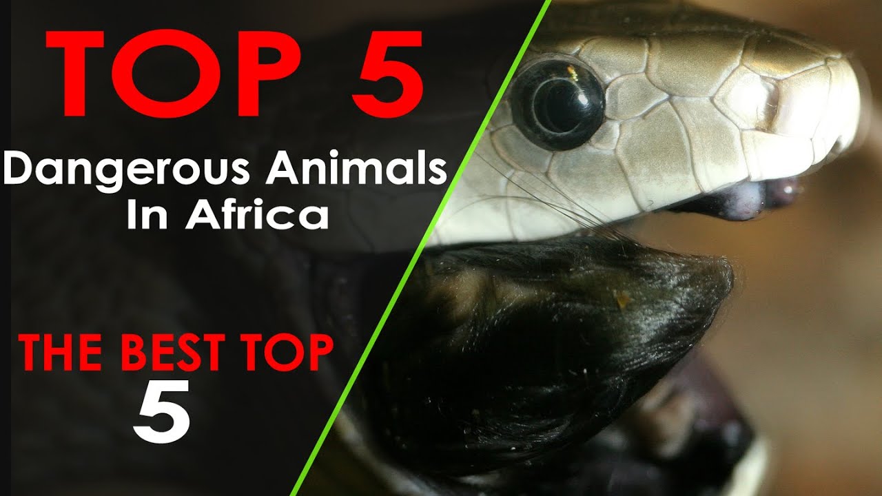 [TOP 5] Top 5 Most Dangerous Animals In Africa - YouTube