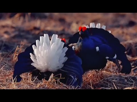 birds mating dance 💃🕺 5 | birds mating |hobby search - YouTube