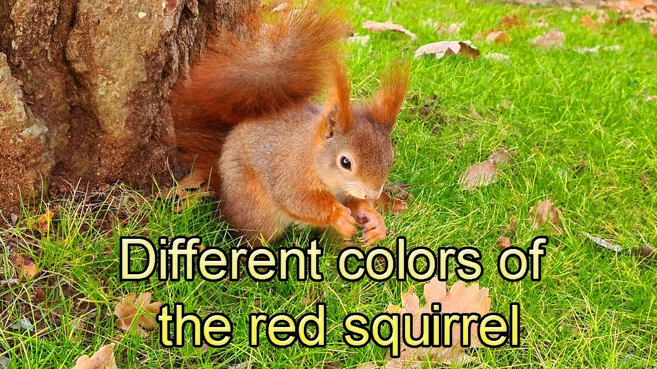 Different Colors of the Red Squirrel, Sciurus Vulgaris, Animal and ...