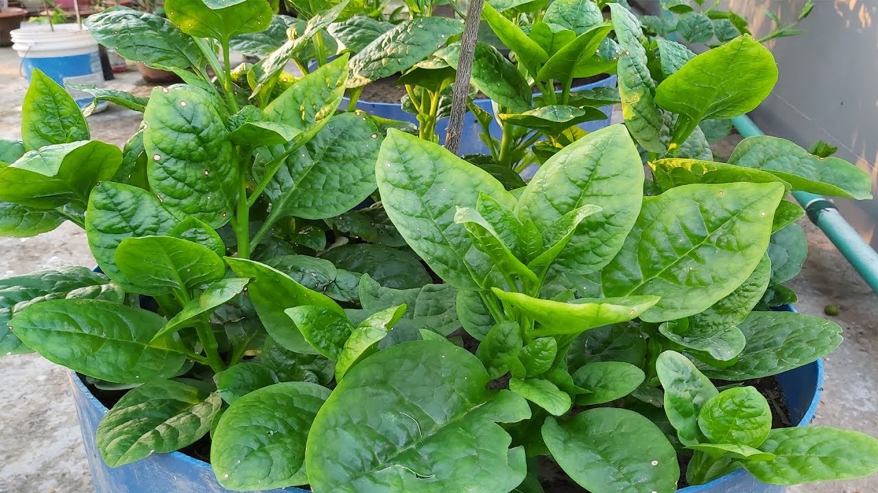How To Grow Malabar Spinach .Summer Vegetable. - YouTube