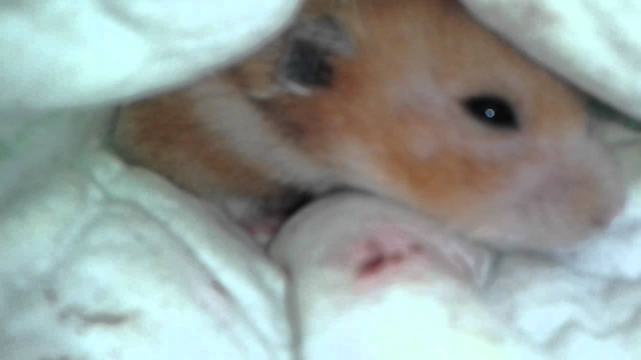 Grumpy hamster - YouTube