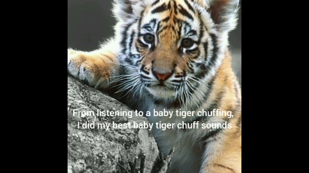 My best tiger chuff sound effects - YouTube