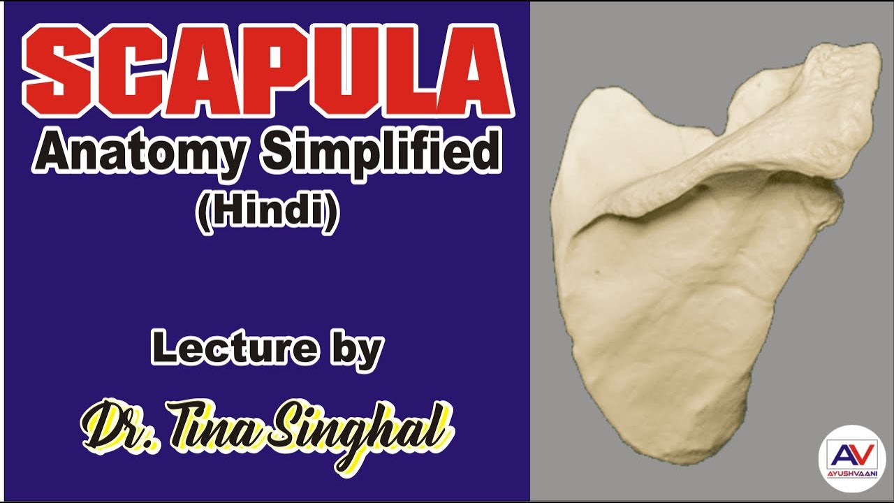 SCAPULA | GENERAL FEATURES | ANATOMY SIMPLIFIED | ANATOMY - YouTube