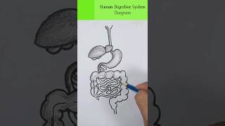 How To Draw Human Alimentary Canal Diagram Class 10 Science Diagram ...