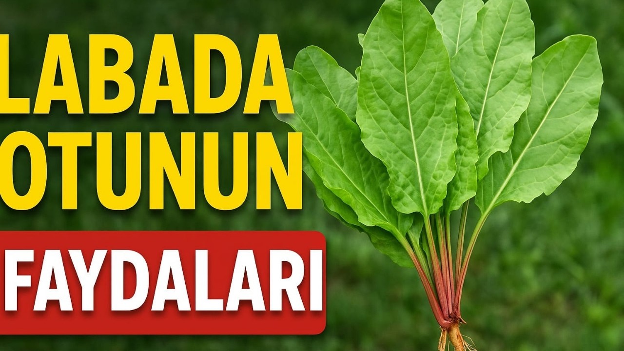 LABADA OTU FAYDALARI/LABADA OTU NASIL PİŞİRİLİR/LABADA OTU NE İŞE YARAR ...