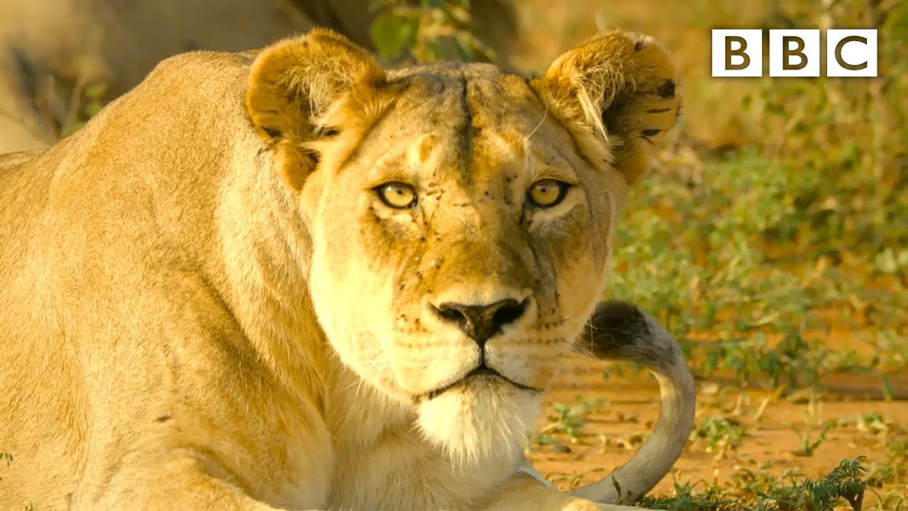 When lions are forced to share food 😯 Serengeti II - BBC - YouTube