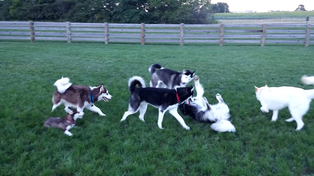 Alaskan Malamute and a pack of huskies at the dog park - YouTube