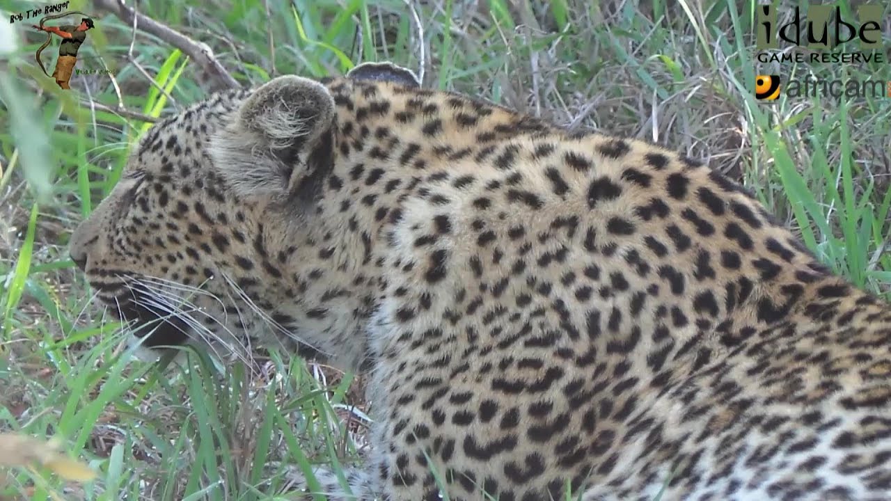 Leopard Roar - YouTube