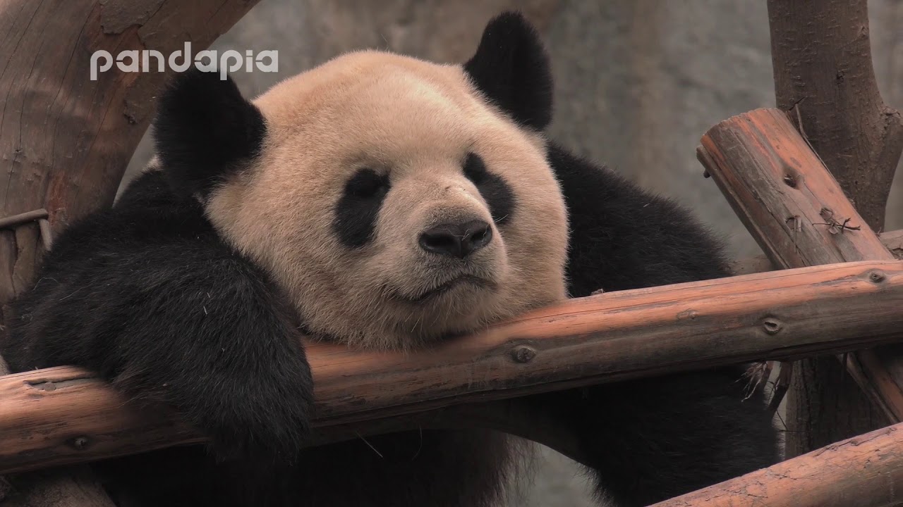 Panda Mao Mao Sleeps on the structure - YouTube