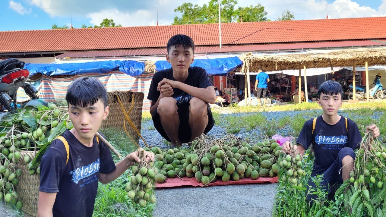 Harvesting forest fruits to sell at the market. A story about the daily ...