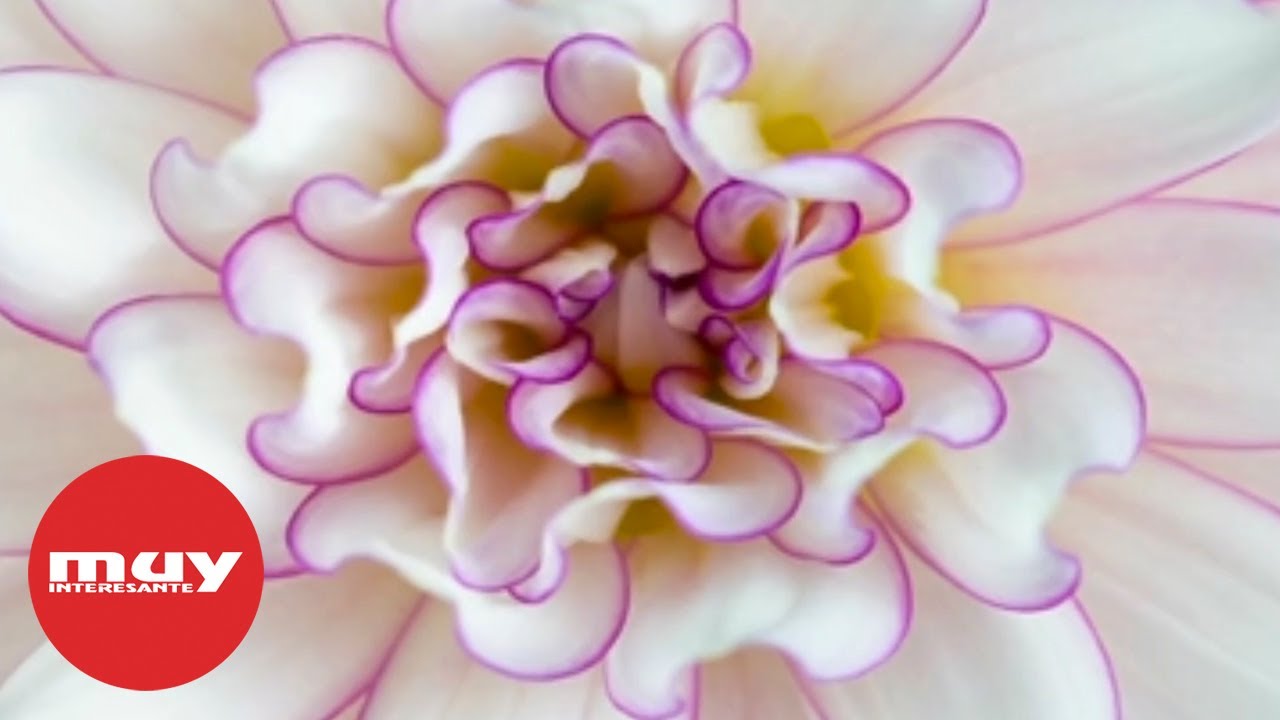 ¿Cómo saben las plantas cuándo es tiempo de florecer? - YouTube