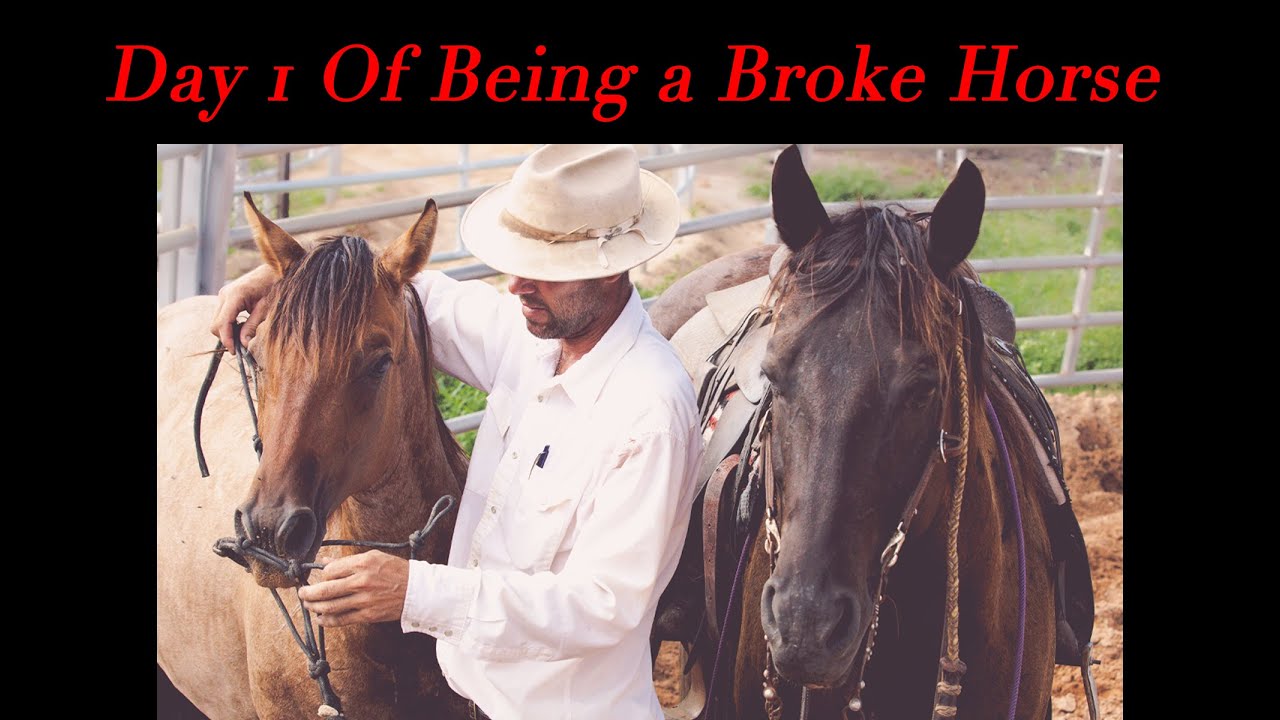 Day 1 Of Being a Broke Horse: Halterbreaking 101 - YouTube