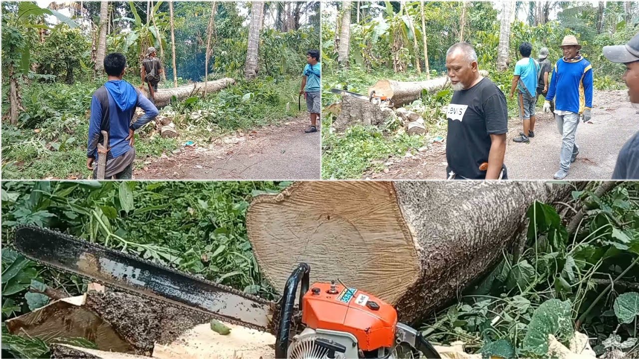 POHON AJAIB PART 1 !!! Kayu Bunga Kenanga Berusia 100 TAHUN @ArkiRompas ...