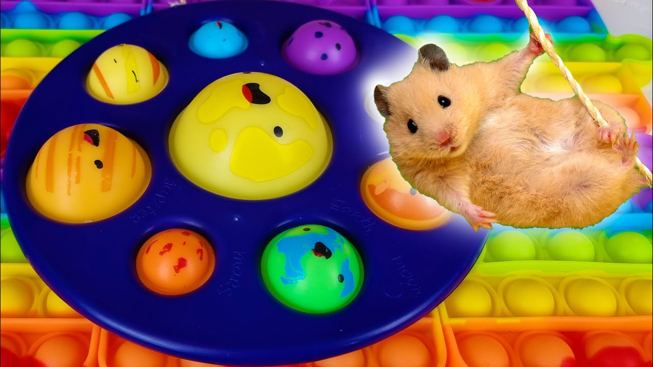 A Very Funny Hamster Goes Through A Maze Of Pop It! - YouTube