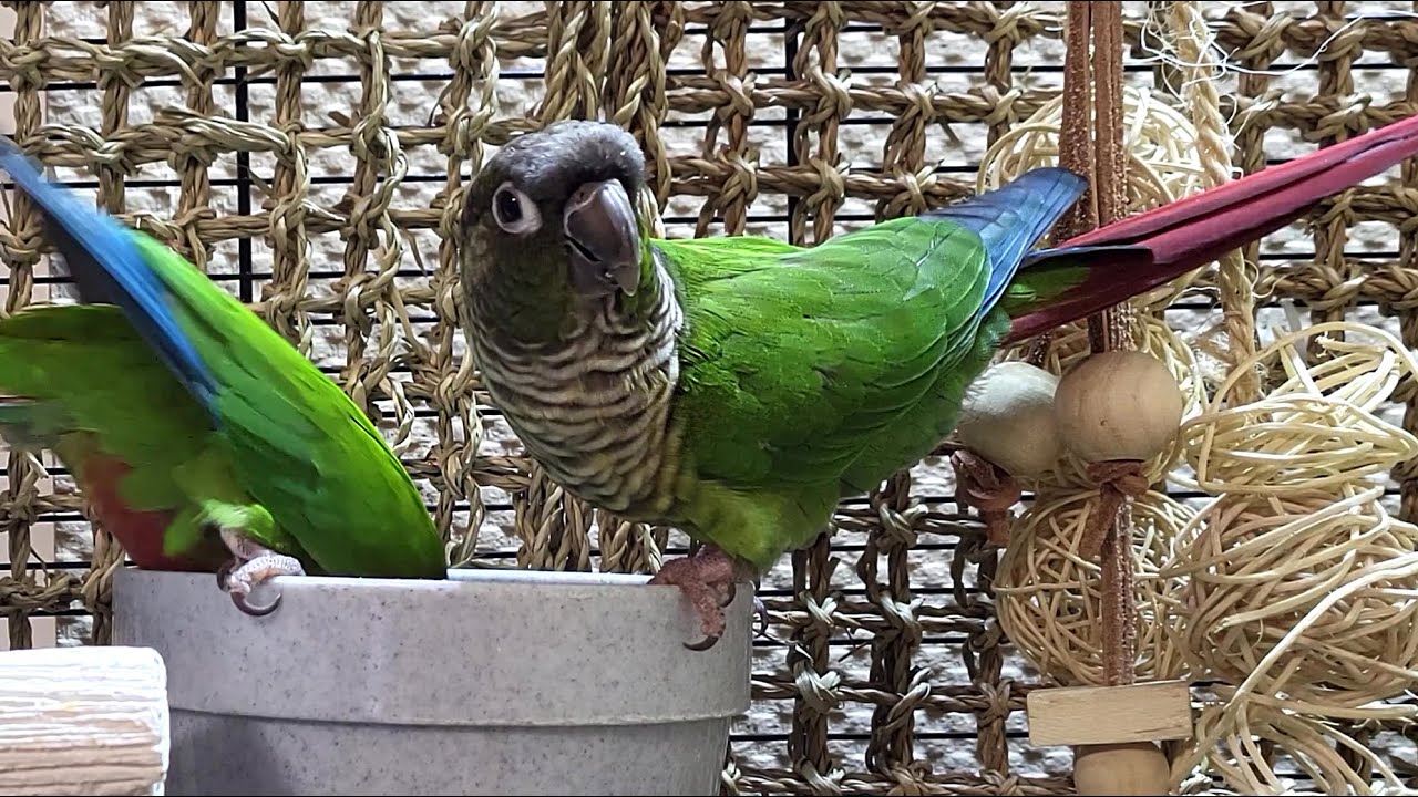 conure parakeet sounds for lonely birds to make them happy - YouTube