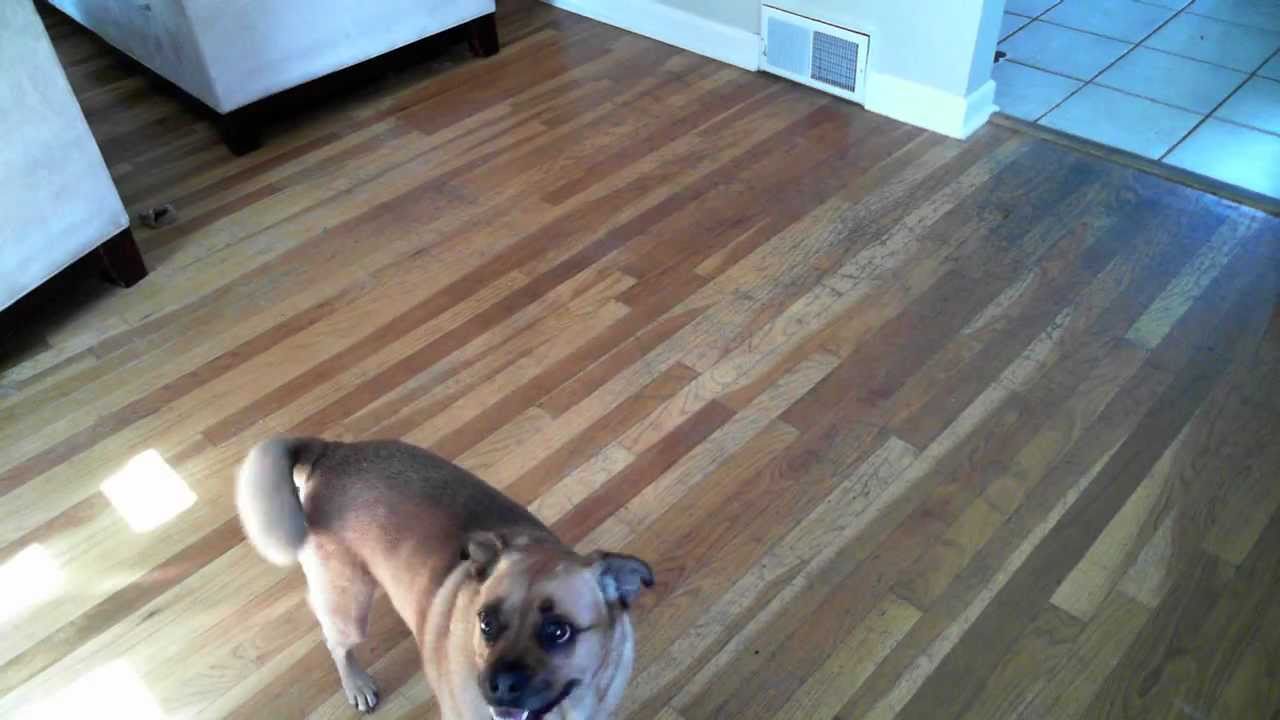 Cute Pug Rat Terrier mix preforming amazing dog tricks - YouTube